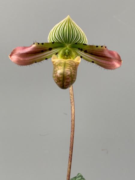 Paphiopedilum venustum - POPOW-ORCHIDS